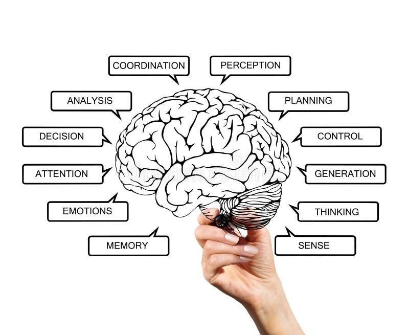 Why Cognitive Art Matters: The Proven Link Between Drawing and Brain ...