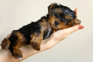 Ranked: 6 Best Puppy Adoption Platforms for Remote Buyers in 2026 - The ...
